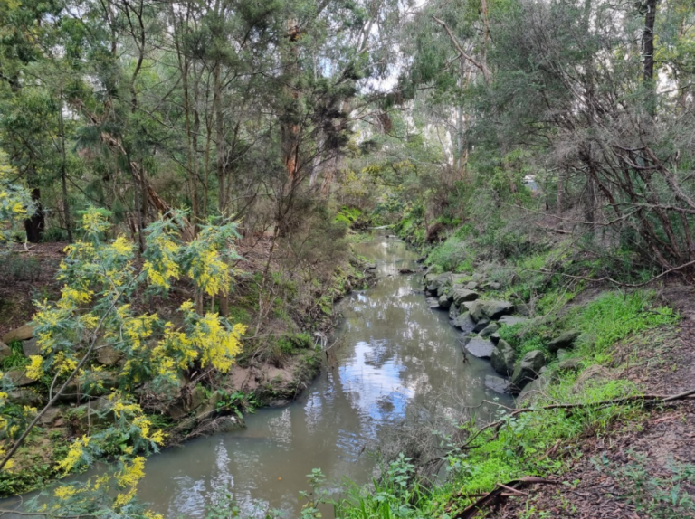 Scotchmans Creek & Valley Reserve – KooyongKoot Alliance