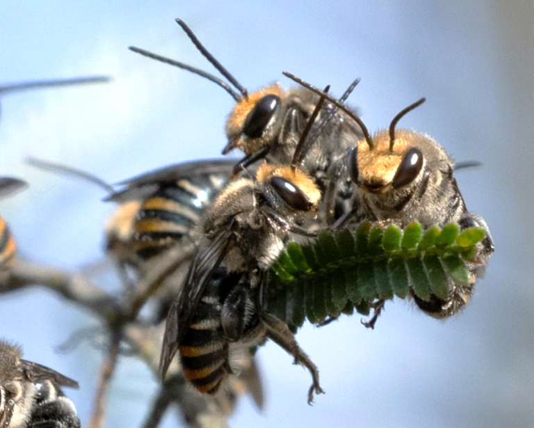 KooyongKoot Alliance